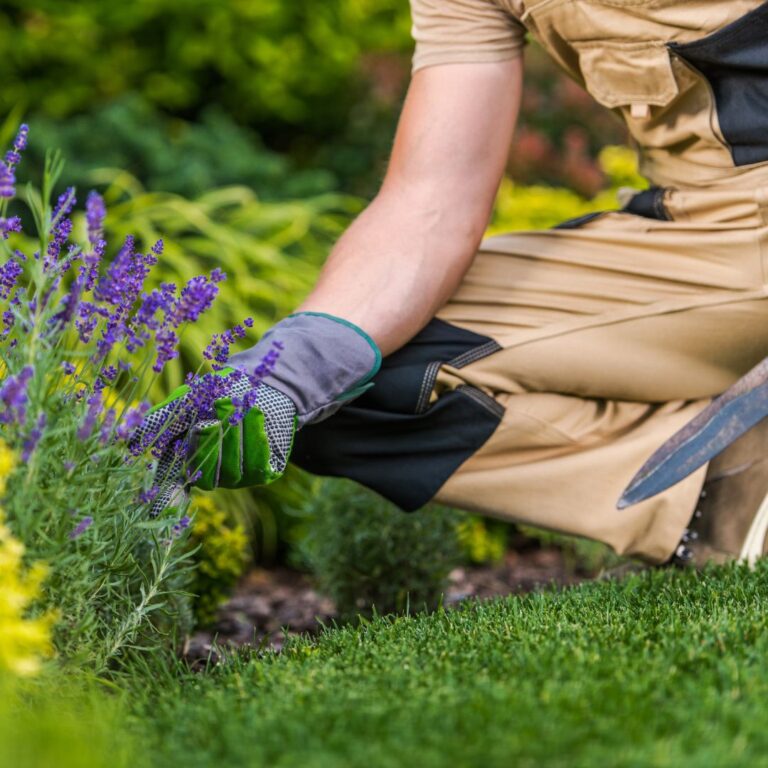 Top Skills to Become a Gardener in Australia