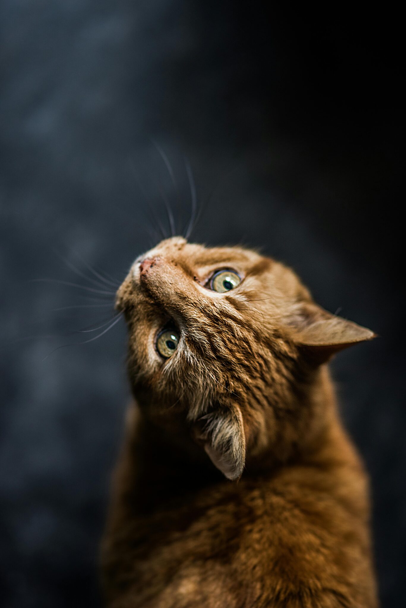 Professional Cat Care Course Australia | Turn Your Passion into Career 2025