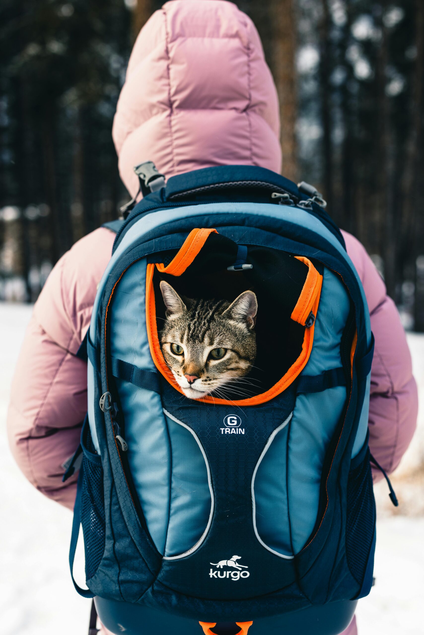 Advanced Cat Care Course: Feline Nutrition & Health Specialisation