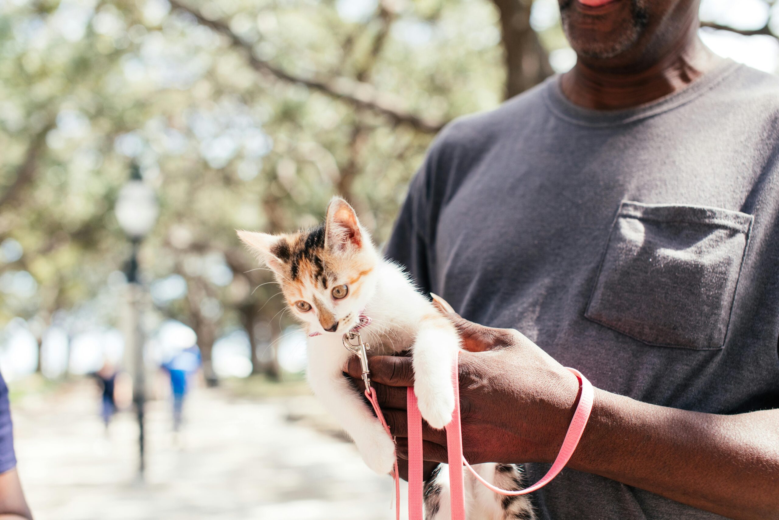 Advanced Cat Care Course: Feline Nutrition & Health Specialisation
