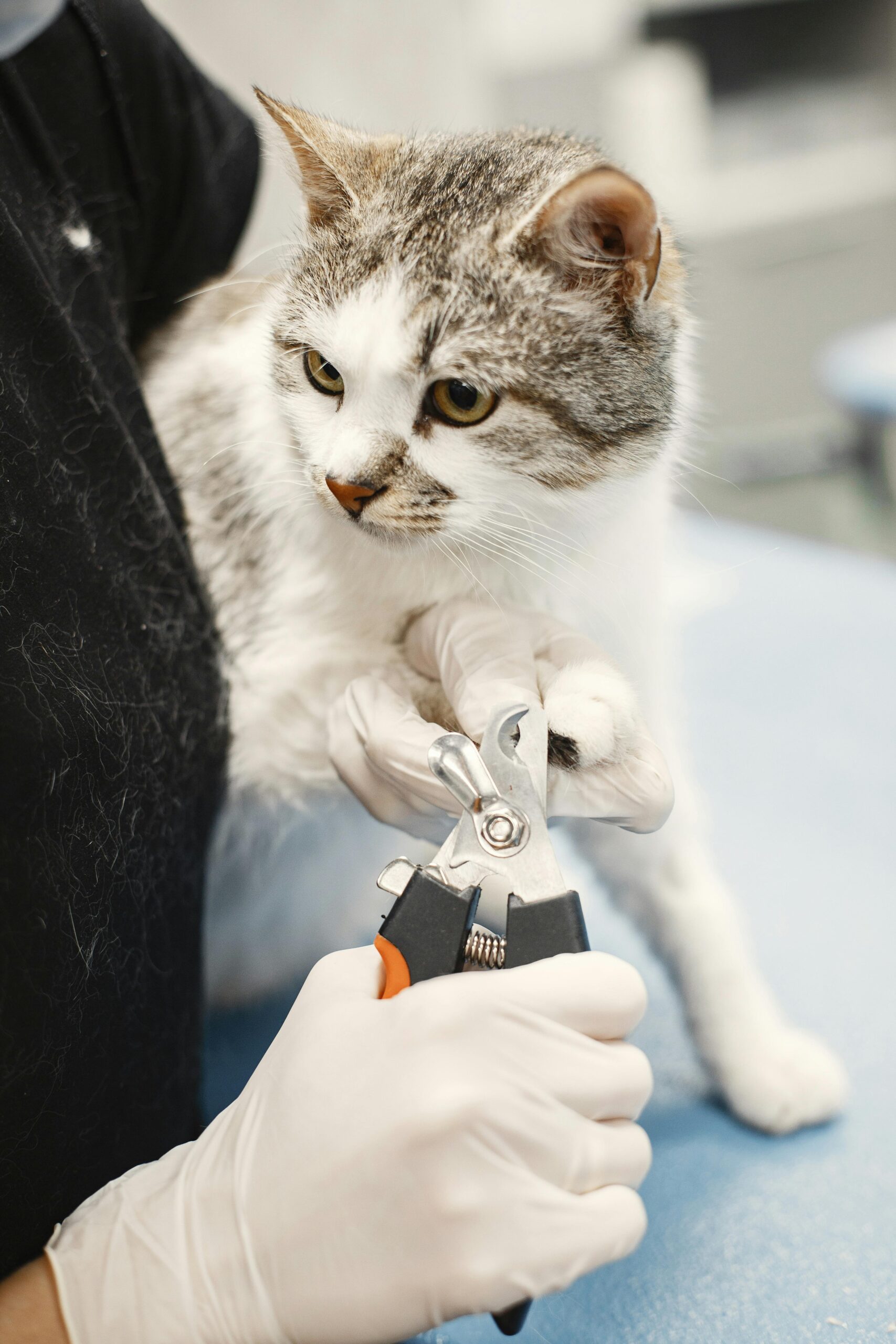 Professional Cat Care Course Australia | Turn Your Passion into Career 2025