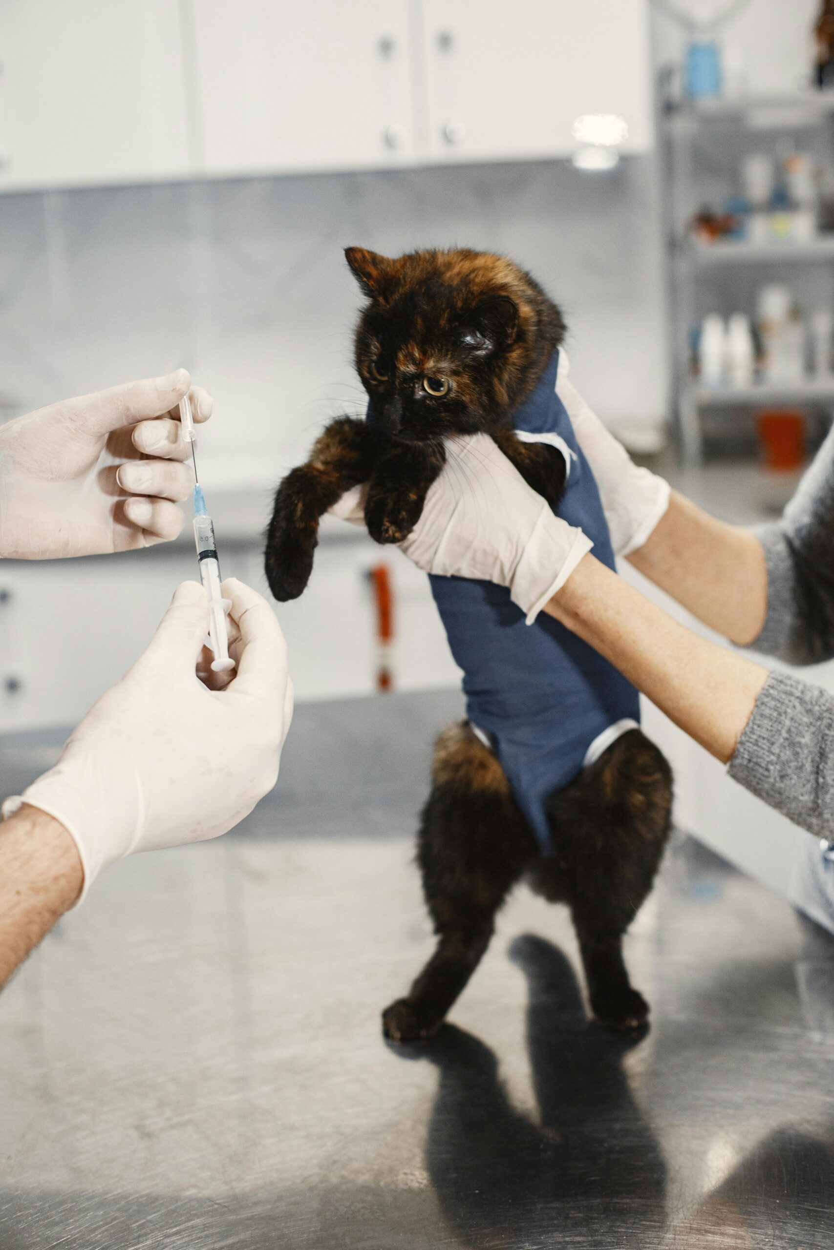 Professional Cat Care Course Australia | Turn Your Passion into Career 2025