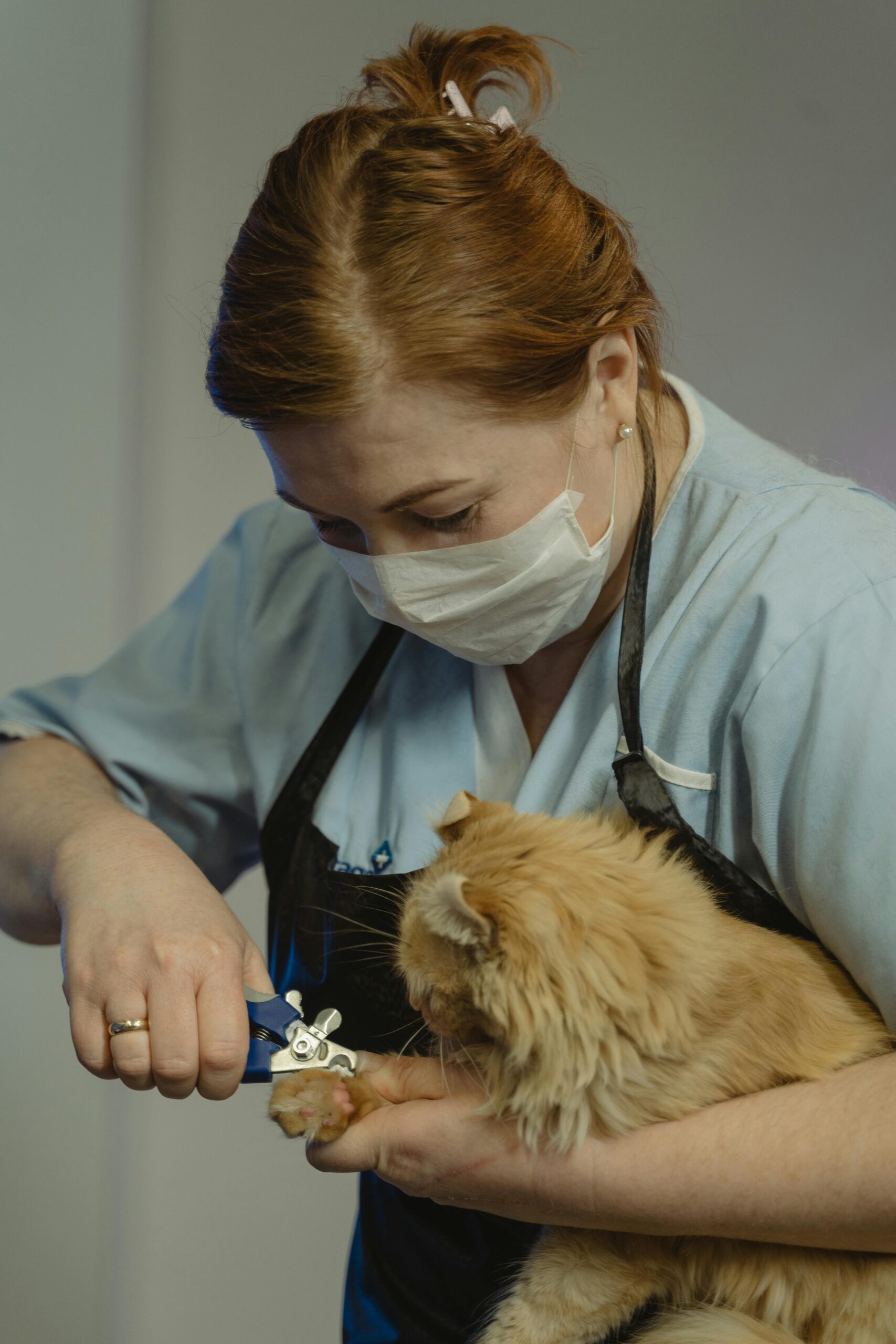 Advanced Cat Care Course: Feline Nutrition & Health Specialisation