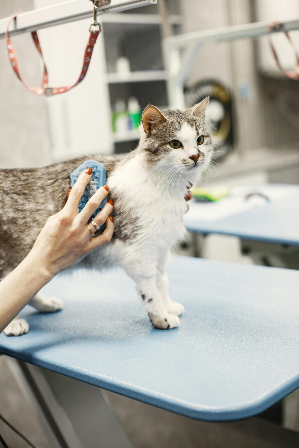 Professional Cat Care Course Australia | Turn Your Passion into Career 2025