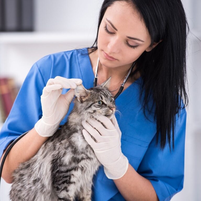 Qualifications to Become a Vet Assistant in Australia | My Learning Online