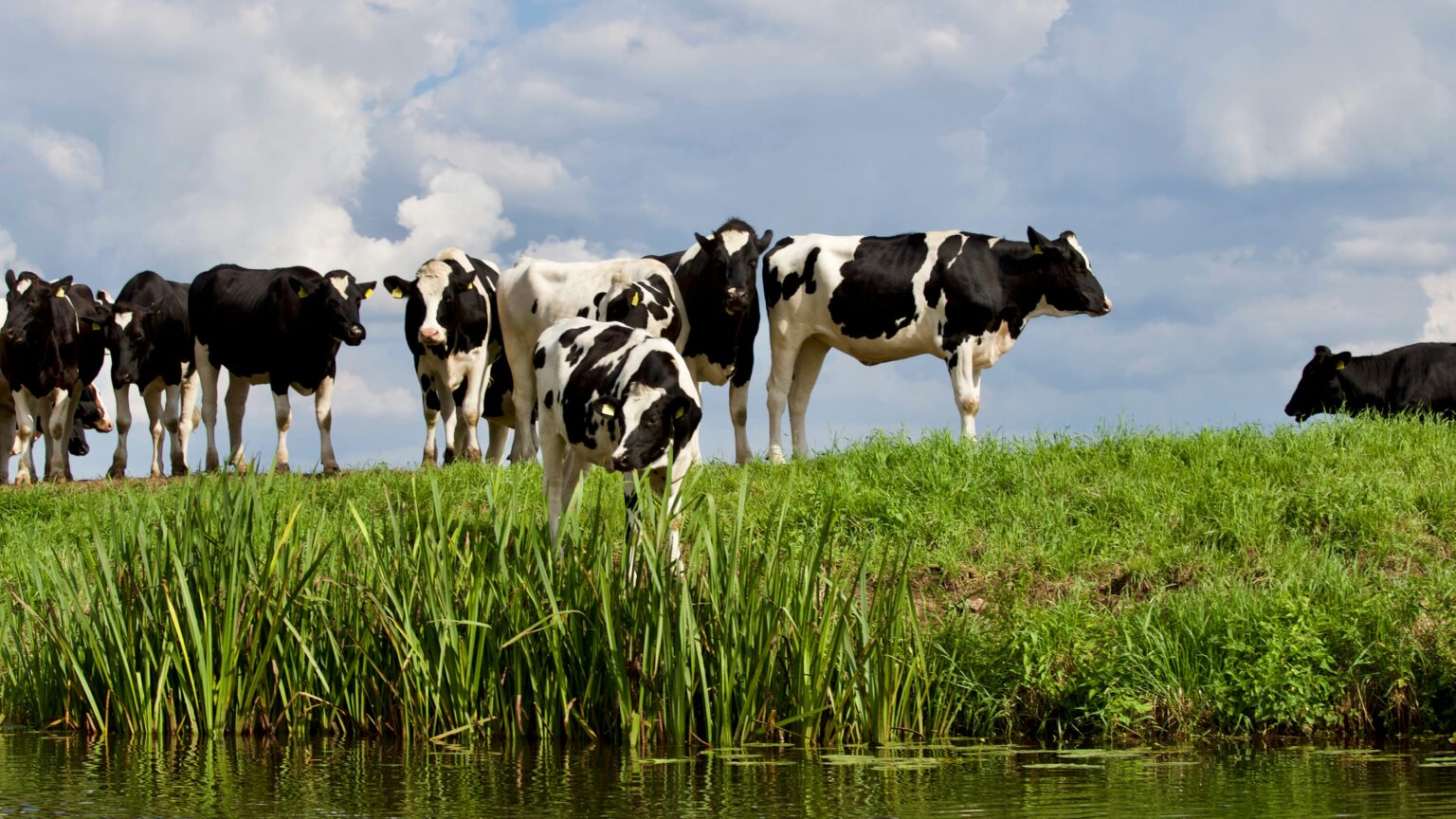 Livestock Farming in Australia: Complete Guide to Animal Production 2025