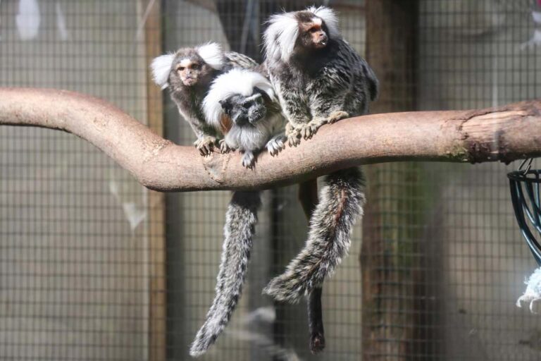 What is Zoology? Complete Guide to Animal Science | Zoology Course