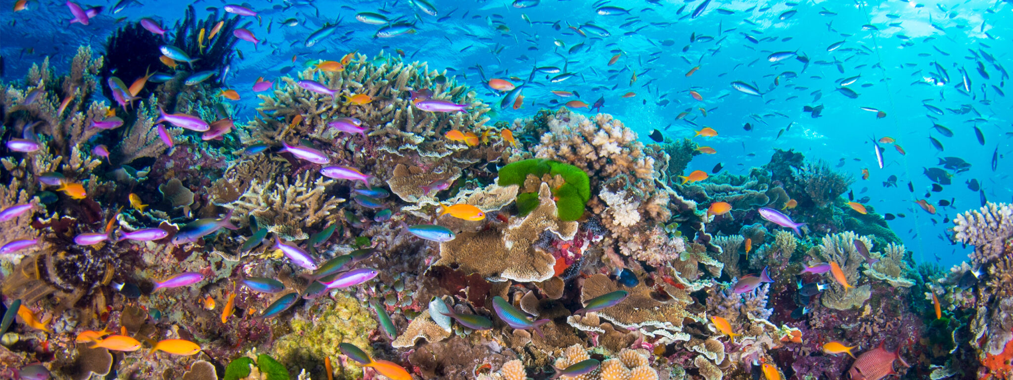 8 Must-Know Marine Protected Areas: Australia's Ocean Conservation Success