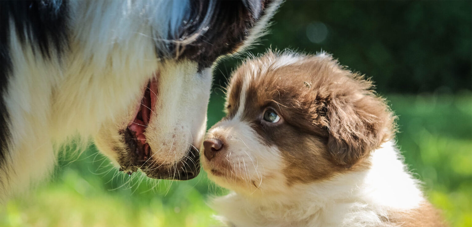 What is Zoology? Complete Guide to Animal Science | Zoology Course