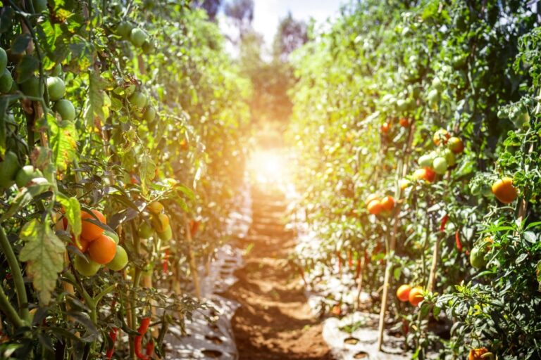 Agriculture & Farming Courses Online Australia | My Learning Online